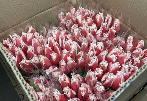 Тюльпаны красно белые оптом и в розницу