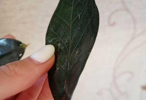 Листья черного замиокулькаса