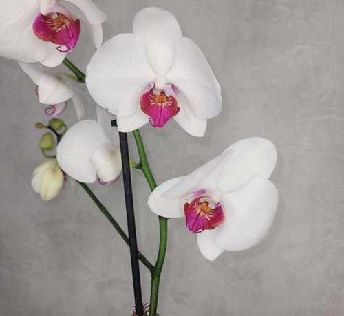 Орхидея фаленопсис red