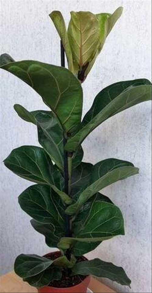 Фикус лирата бамбино фото взрослого растения