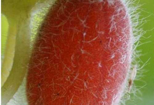 Тладианта сомнительная (красный огурец) семена