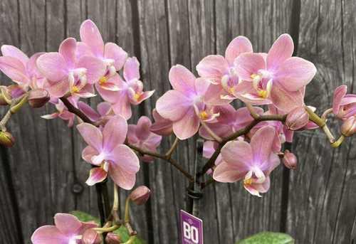 Орхидея фаленопсис парфюмерная фабрика одорион