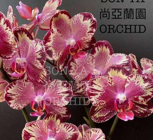 Орхидея фаленопсис Big Bang
