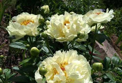 Пион Лимон Шифон