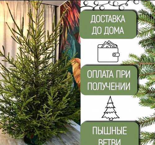 Ель живая / новогодняя елка Санкт-Петербург | Растения | Festima.Ru ...