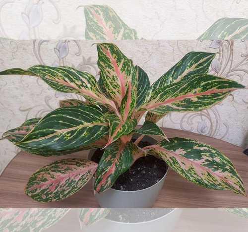 Аглаонема Кокомелон (Aglaonema Cocomelon)