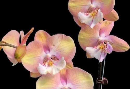 Орхидея Единорог (из фласки)