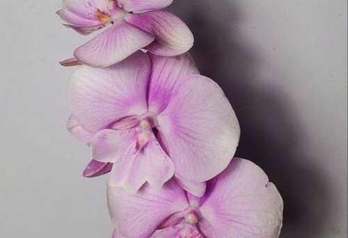 Орхидея фаленопсис биг лип нежный