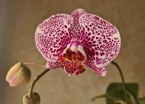 Орхидея фаленопсис Dragon Maple