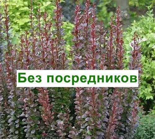 Барбарис Тунберга Шоколад Саммер 20-25 см