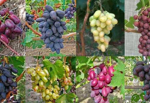 Саженцы винограда 160+ сортов