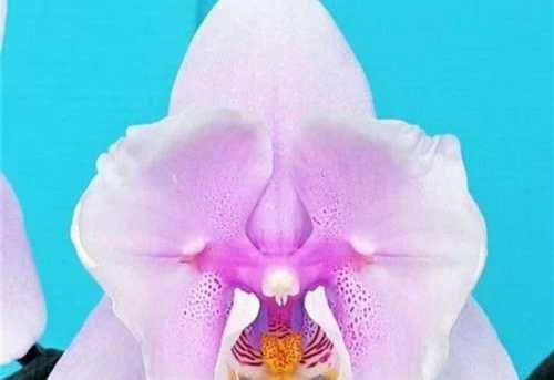 Орхидея бабочка пф 5035