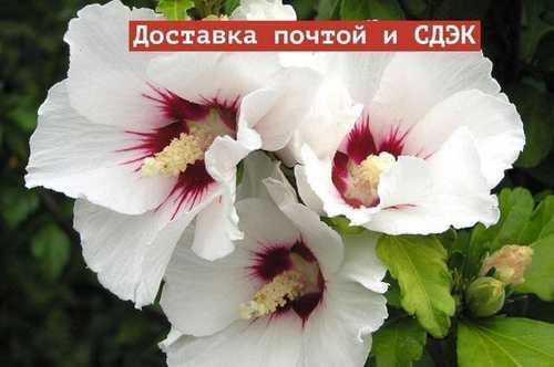 Гибискус сирийский China Chiffon С5