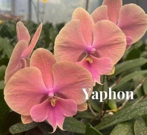 Орхидея фаленопсис биг лип подростки нецветущие