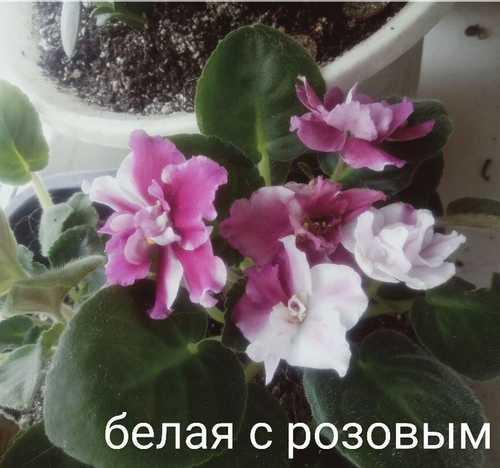Фиалки