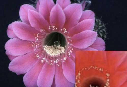 Кактус Echinopsis гибриды разные