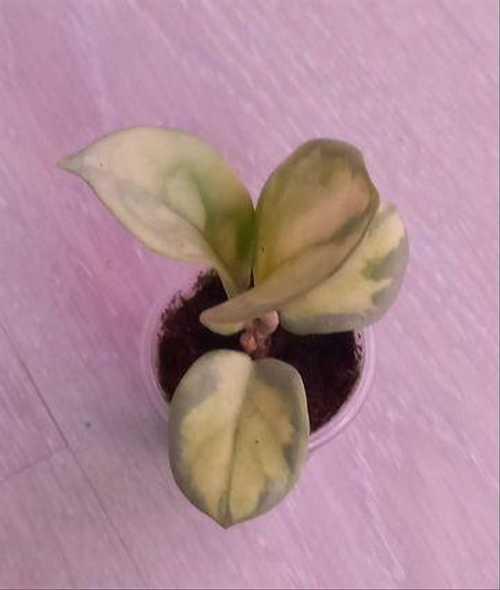 Хойя Argentea prinses variegata