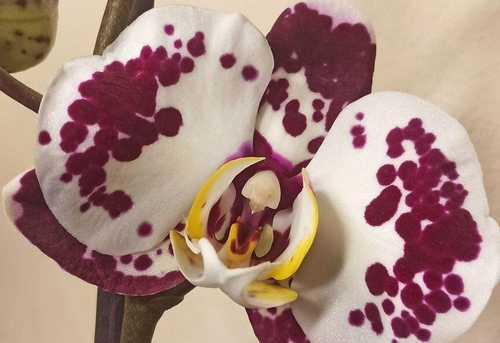 Орхидея фаленопсис Марракеш