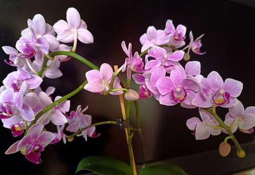 Орхидея фаленопсис Rainbow Chip