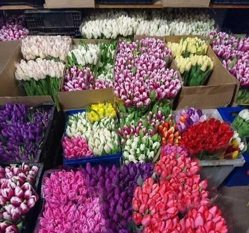 Тюльпаны на 8 марта