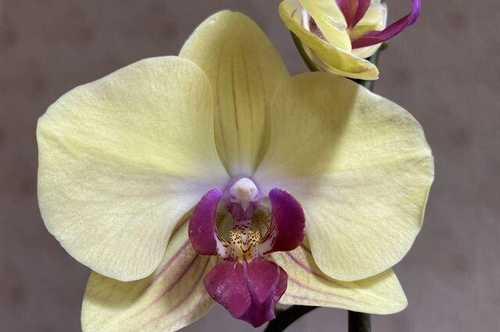Орхидея фаленопсис Solid Gold