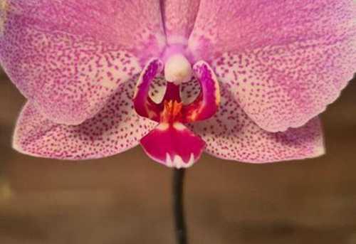 Орхидея фаленопсис Рауль