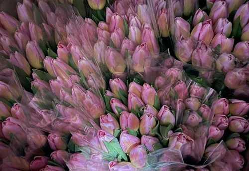 Тюльпаны розовые оптом в розницу