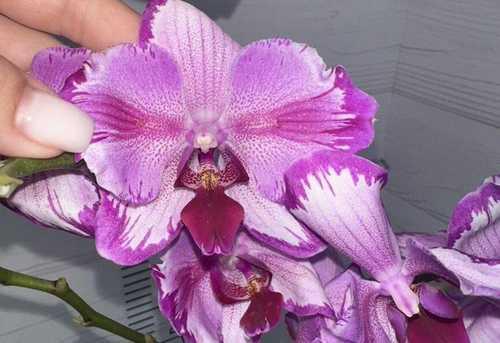 Орхидея фаленопсис Тоши бабочка
