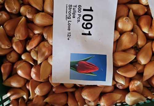 Луковицы тюльпанов