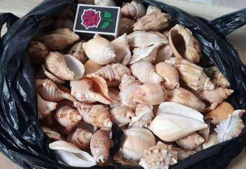 Морские раковины ракушки.Мешком 2,5 кг