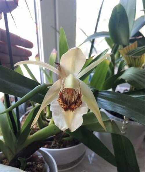 Орхидеи разные редкие