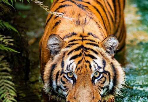 Картина по номерам "Крадущийся тигр" (30х40 см) (1