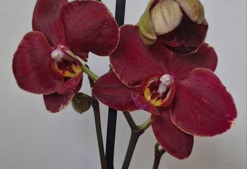 Орхидея Ола