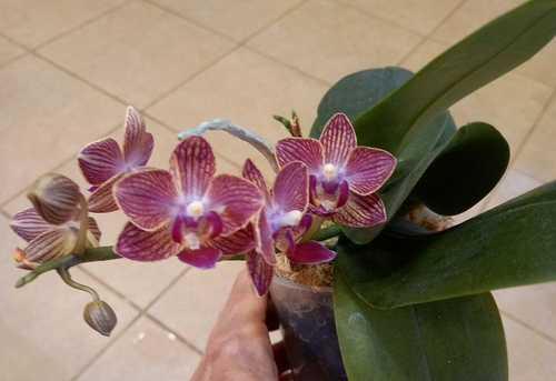 Орхидея фаленопсис Лола