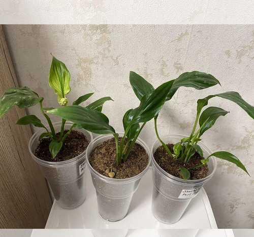 Спатифиллум Перл Купидо Spathiphyllum Pearl Cupido