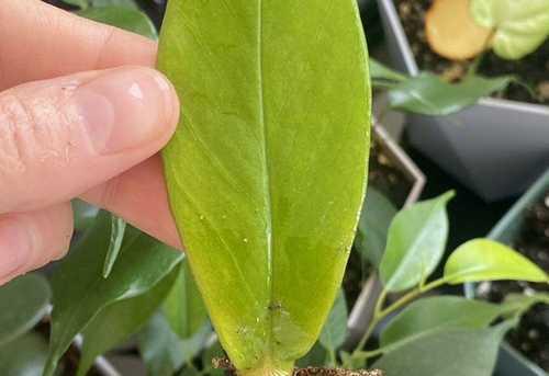 Замиокулькас укорененный лист с клубнем