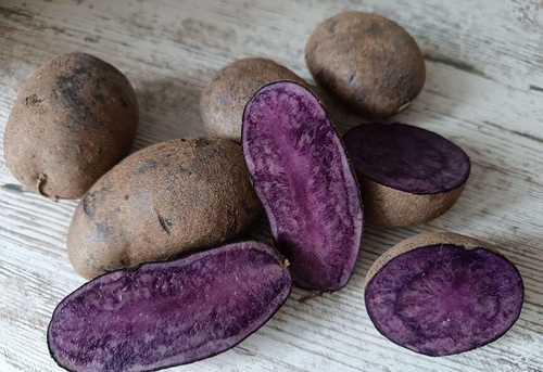 Фиолетовый картофель Салблю на посадку