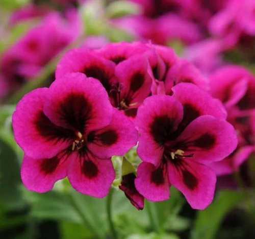 Пеларгония Candy Flowers Violet