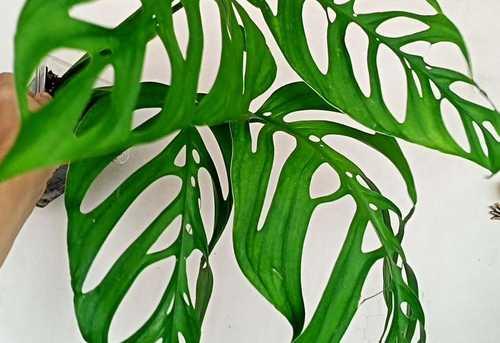 Monstera esqueleto