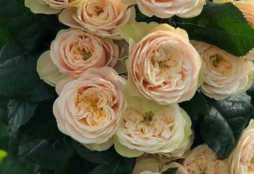 Роза премиум класса Дарлингтон