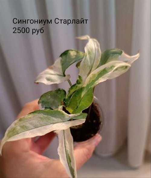 Сингониум Старлайт