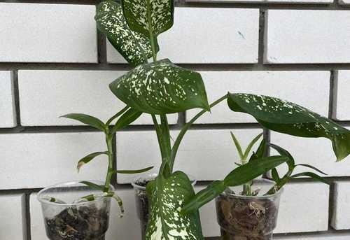 Дендробиум орхидея, диффенбахия