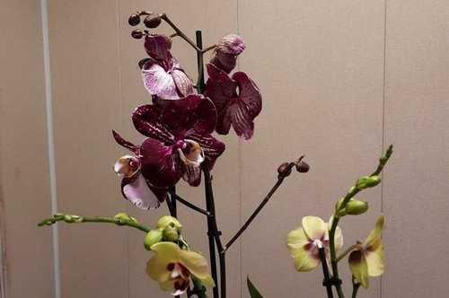 Орхидеи: Art Nouveau, Deep Secret Ароматная