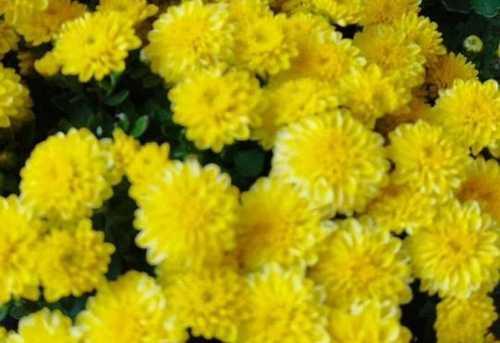 Хризантема мультифлора (шар ) сорт жёлтый эльф