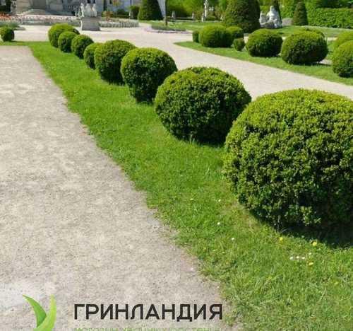 Туя даника с гарантией