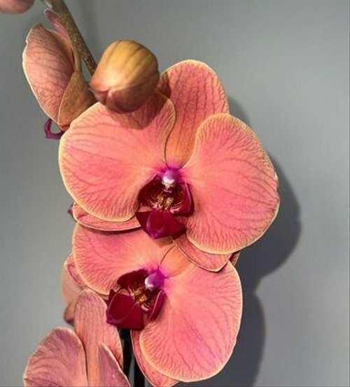 Орхидея азиан корал