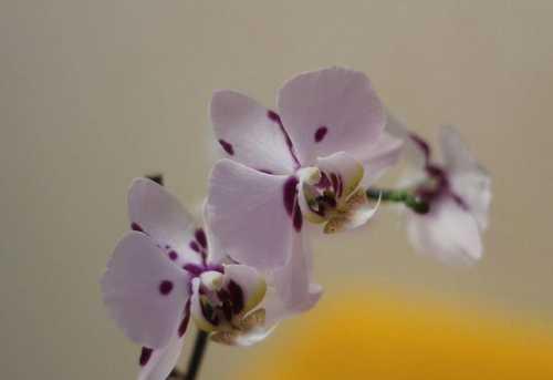 Фаленопсис орхидея детка