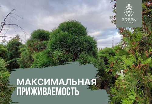 Саженцы Сосны Обыкновенной