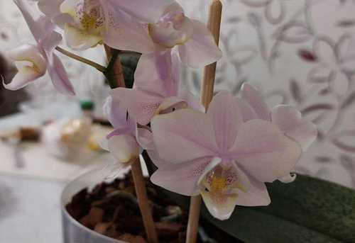 Орхидея фаленопсис Pinlong Cheris