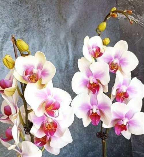 Орхидея фаленопсис азиатская Sakura цветет